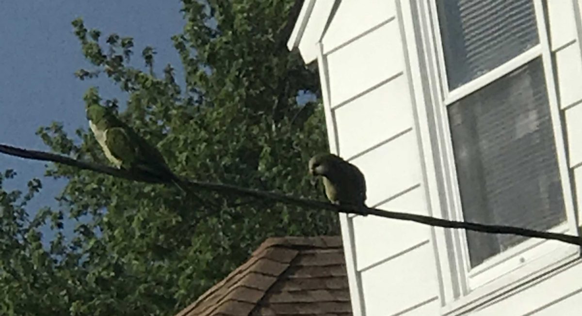 Wild Monk Parakeets Are Now Living On The Northwest Side