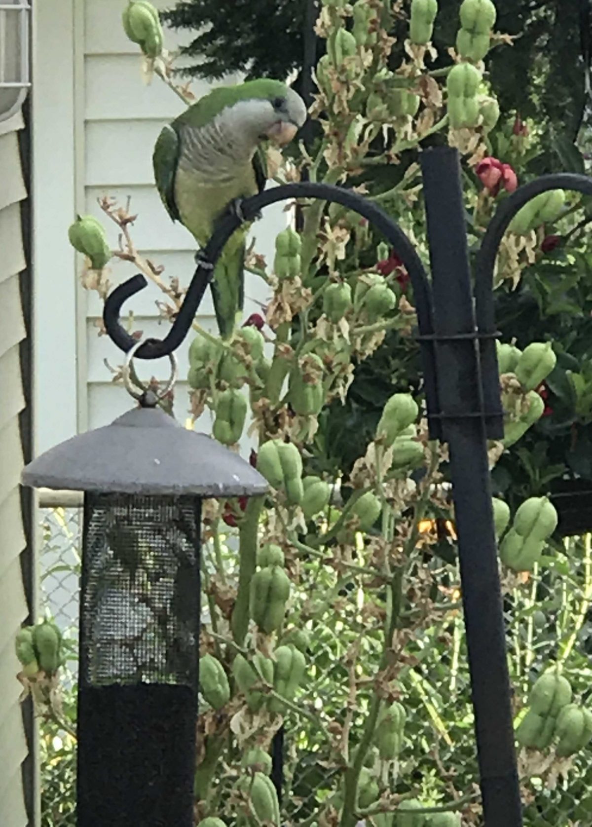 Wild Monk Parakeets Are Now Living On The Northwest Side