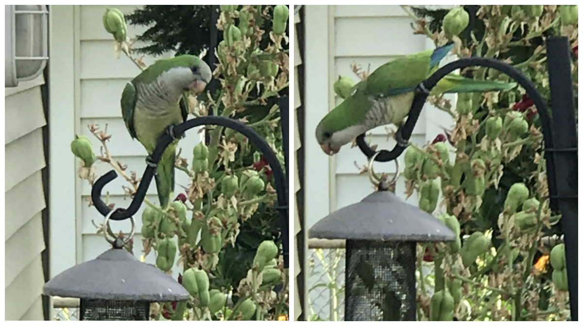 Wild Monk Parakeets Are Now Living On The Northwest Side