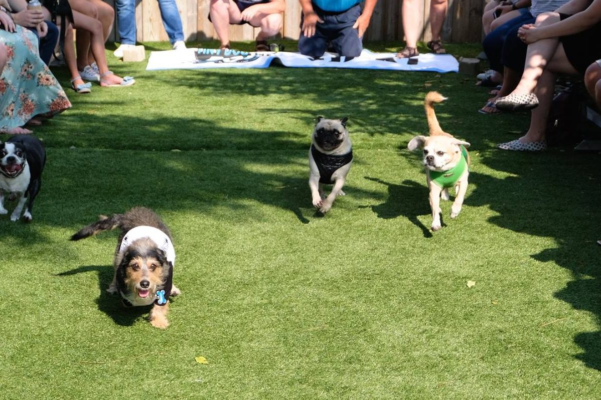 Virtual Tiny Dog Race Will Raise Money For One Tail At A Time Sunday