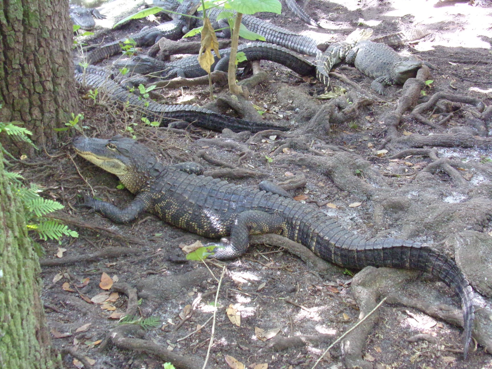 Chance the Snapper Archives - Block Club Chicago