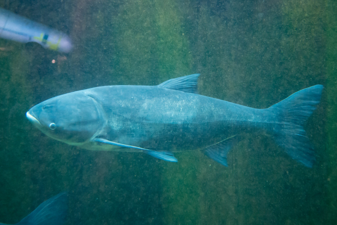 Get Free Asian Carp Tacos In Logan Square This Weekend Learn More get-free-asian-carp-tacos-in-logan-square-this-weekend-learn-more